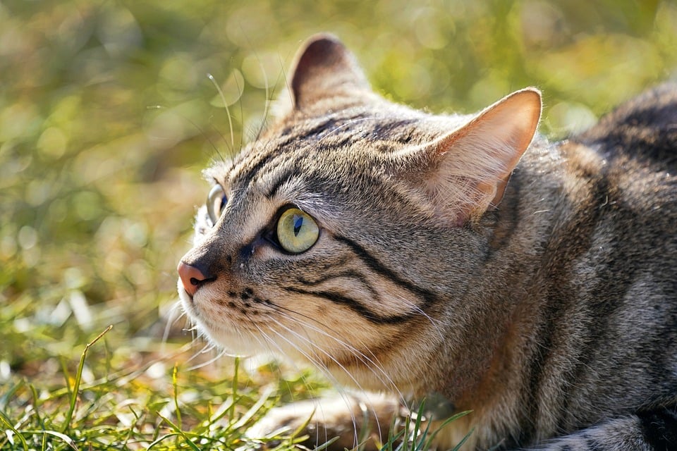 How to Get Started with Machine Learning: A Beginner’s Guide | Mix7d